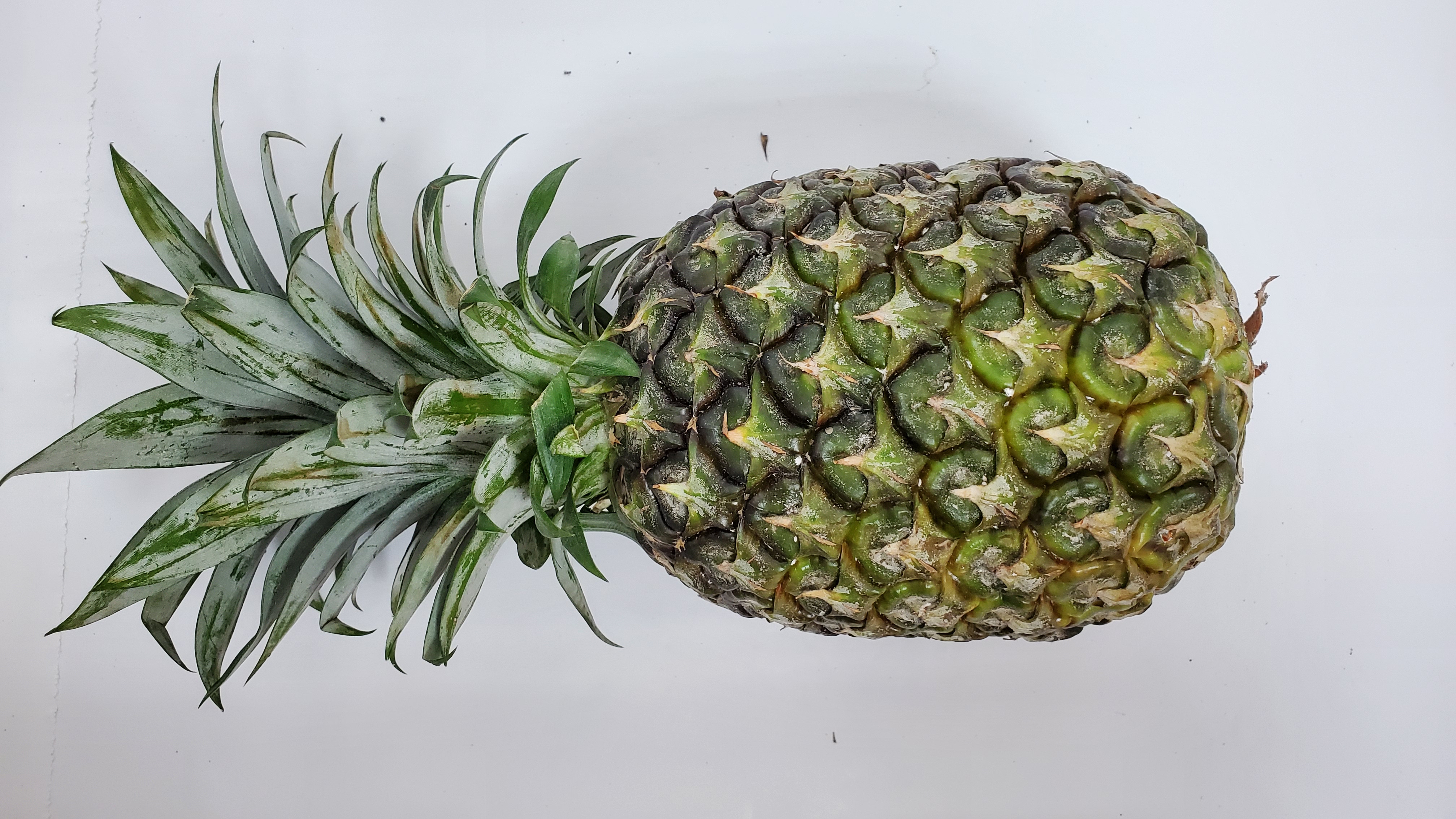 ya_jing_186_done Object Detection Dataset by scaleinsectproject