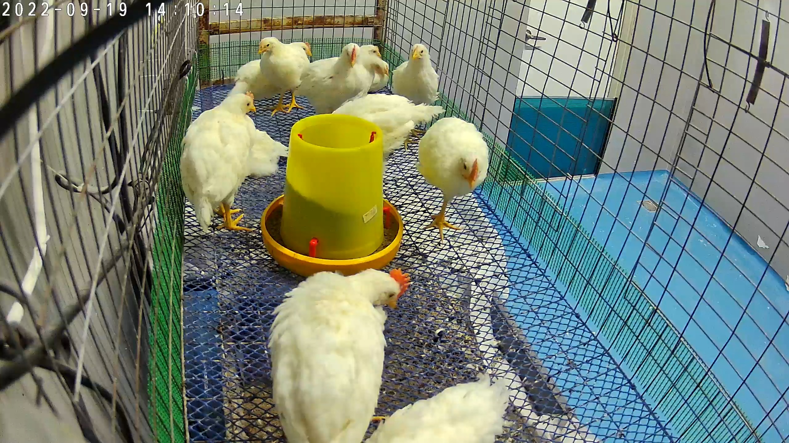 Chicken Detection Object Detection Dataset And Pre Trained Model By Uniten