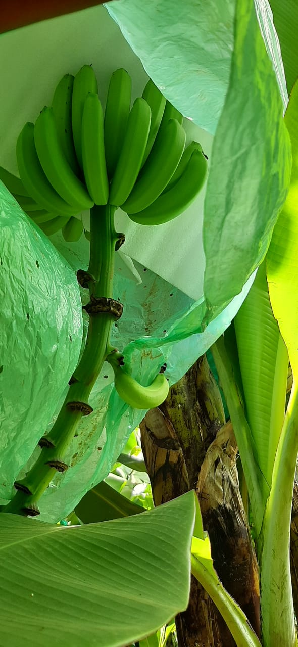 Banana Object Detection Dataset By Bananas Lab