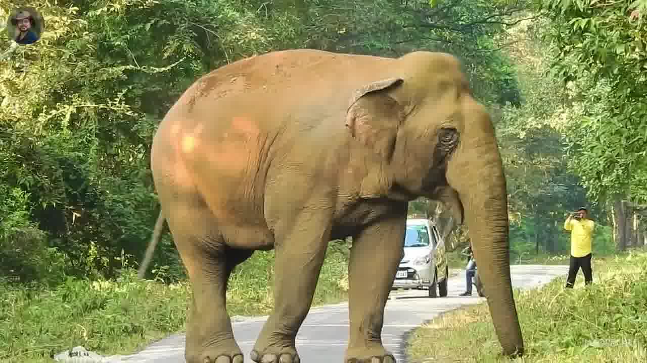 Elephants_19 Object Detection Dataset and Pre-Trained Model by Ultimate