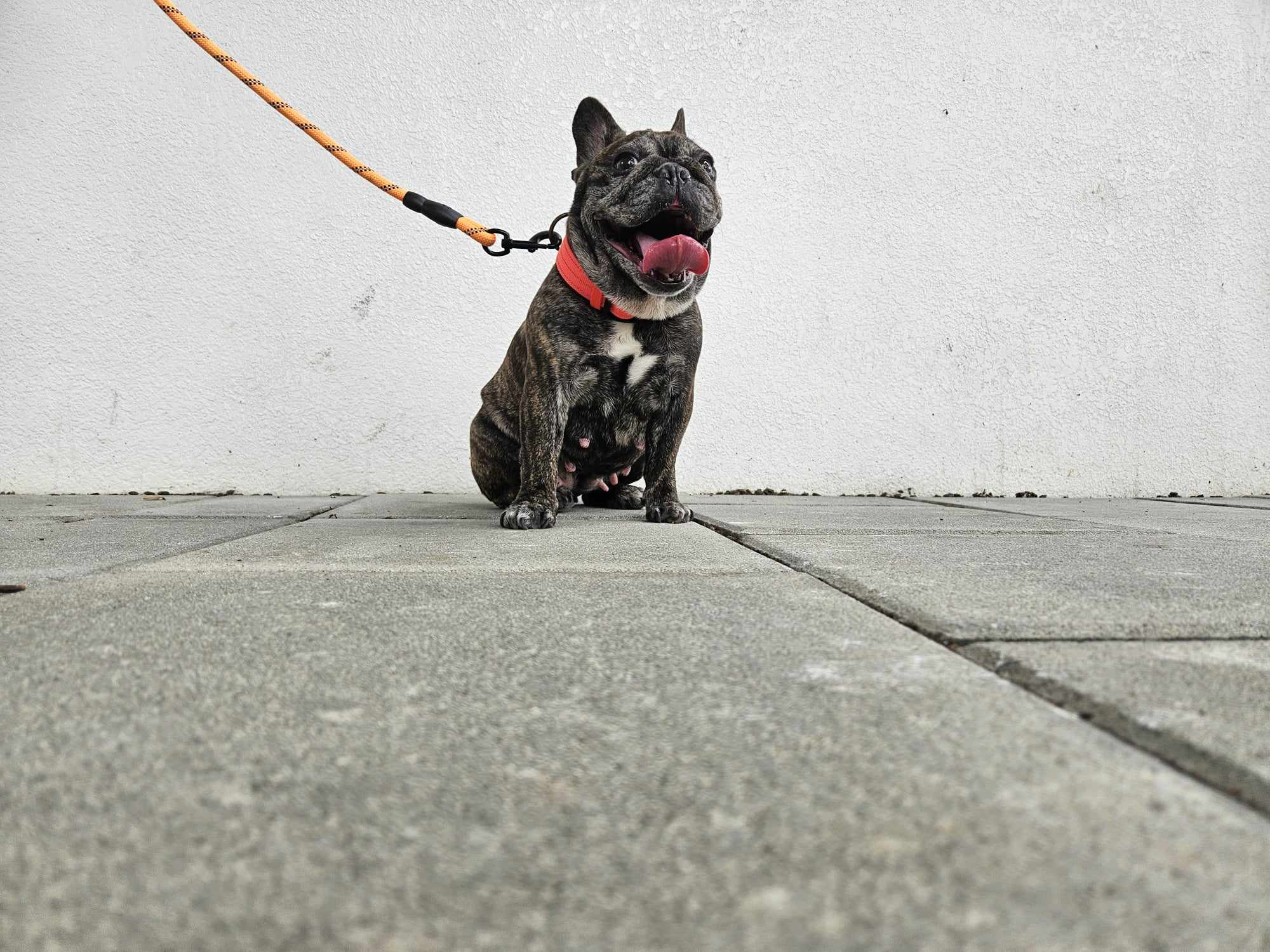 Final Project Object Detection Dataset And Pre Trained Model By Project Gpb5h