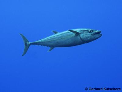 Fish Species Object Detection Dataset and Pre-Trained Model by Harshit ...