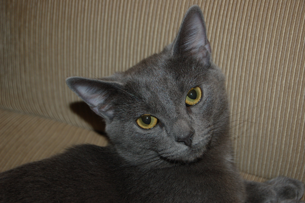 Cat Detection Object Detection Dataset By Yolo