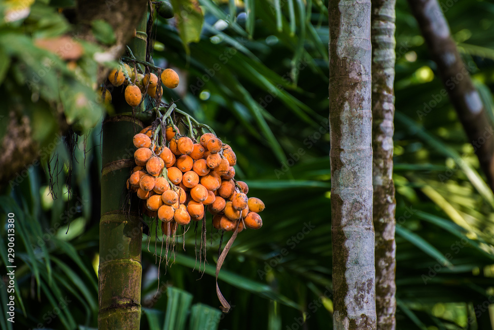 sprayer Object Detection Dataset and Pre-Trained Model by Deepak Deepak R