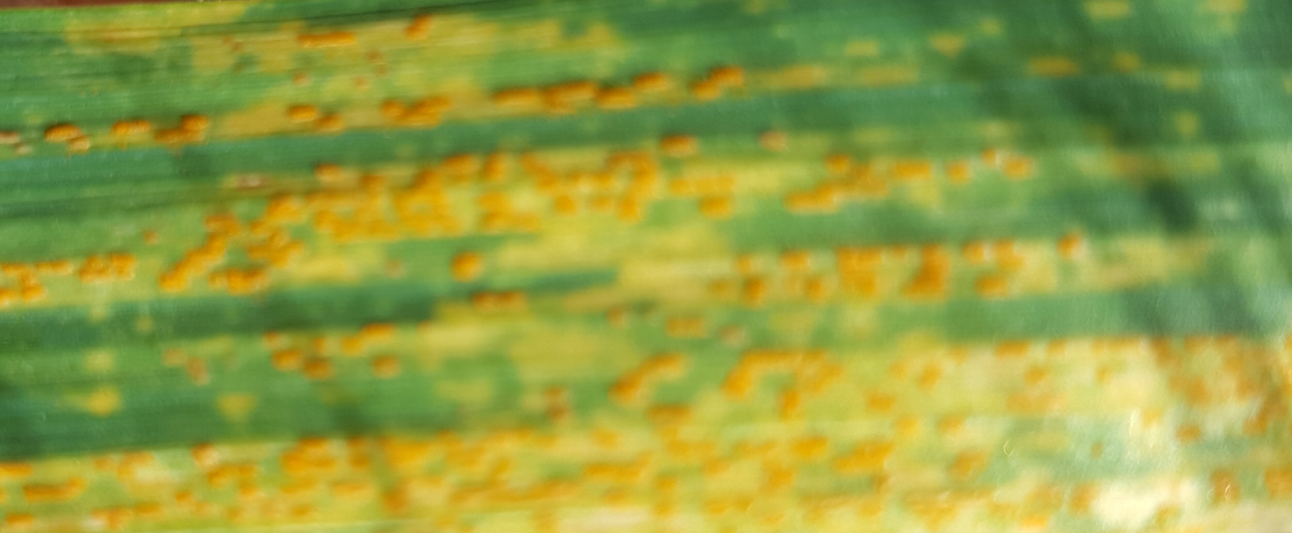 Wheat Object Detection Dataset and Pre-Trained Model by Dataset1