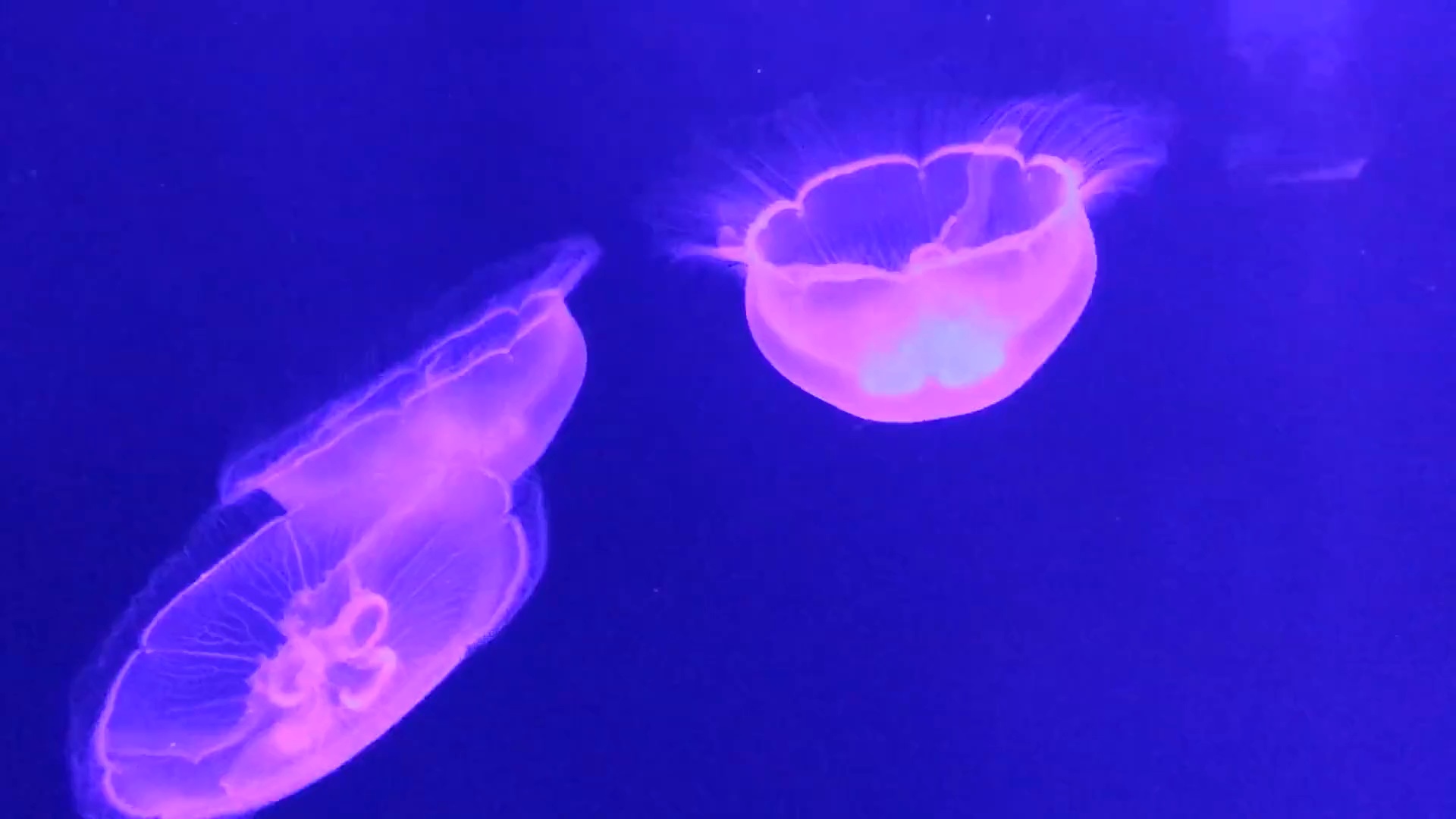 Underwaterdataset Object Detection Dataset And Pre Trained Model By Datasetlil