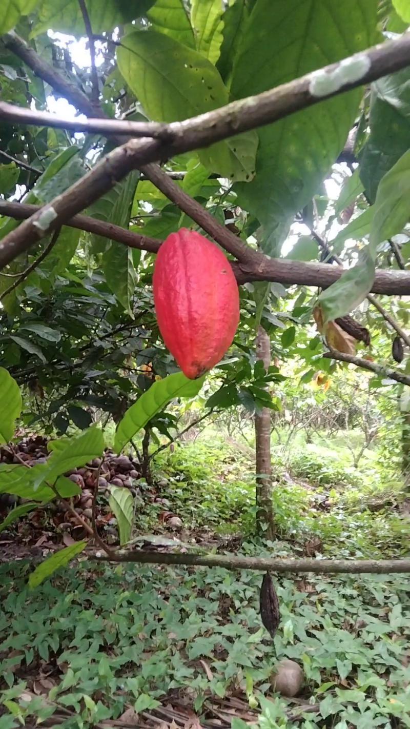 Br25 Object Detection Dataset By Caraga State University