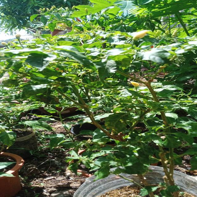 Chili Color Detection in Plants Object Detection Dataset and Pre-Trained Model by Ronnel Compayan