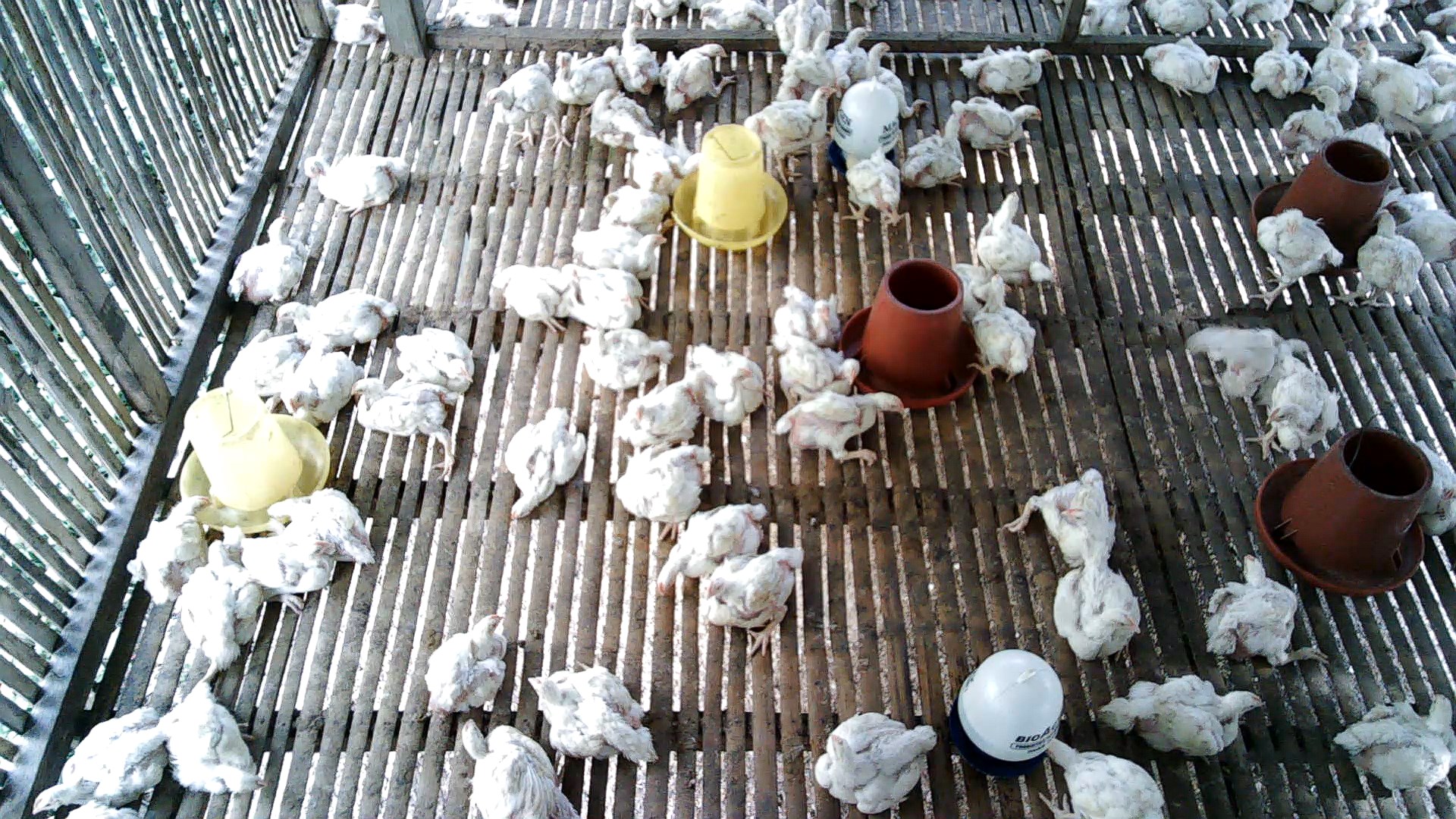 pendet Object Detection Dataset and Pre-Trained Model by pendet