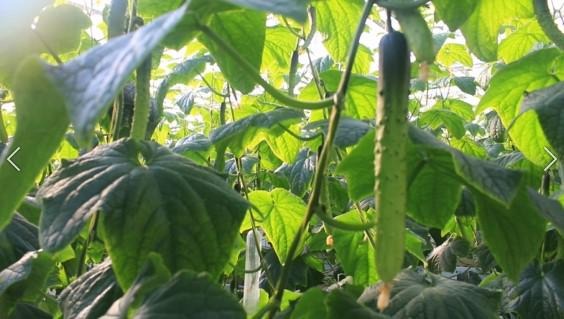 Cucumber Detection Instance Segmentation Dataset And Pre Trained Model By Cucumber