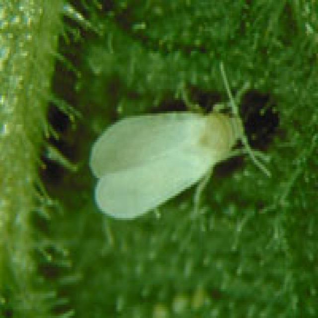 Pests In Cucumber Object Detection Dataset By Aimit
