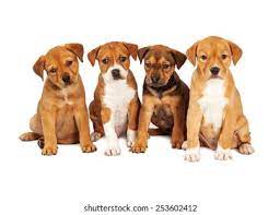 dogs Computer Vision Dataset by new-workspace-kuznv