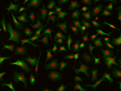 cell Instance Segmentation Dataset by bibek