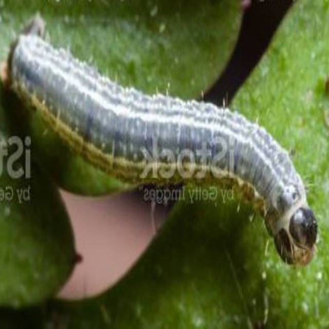 Fall Army Worm detection Object Detection Dataset by College