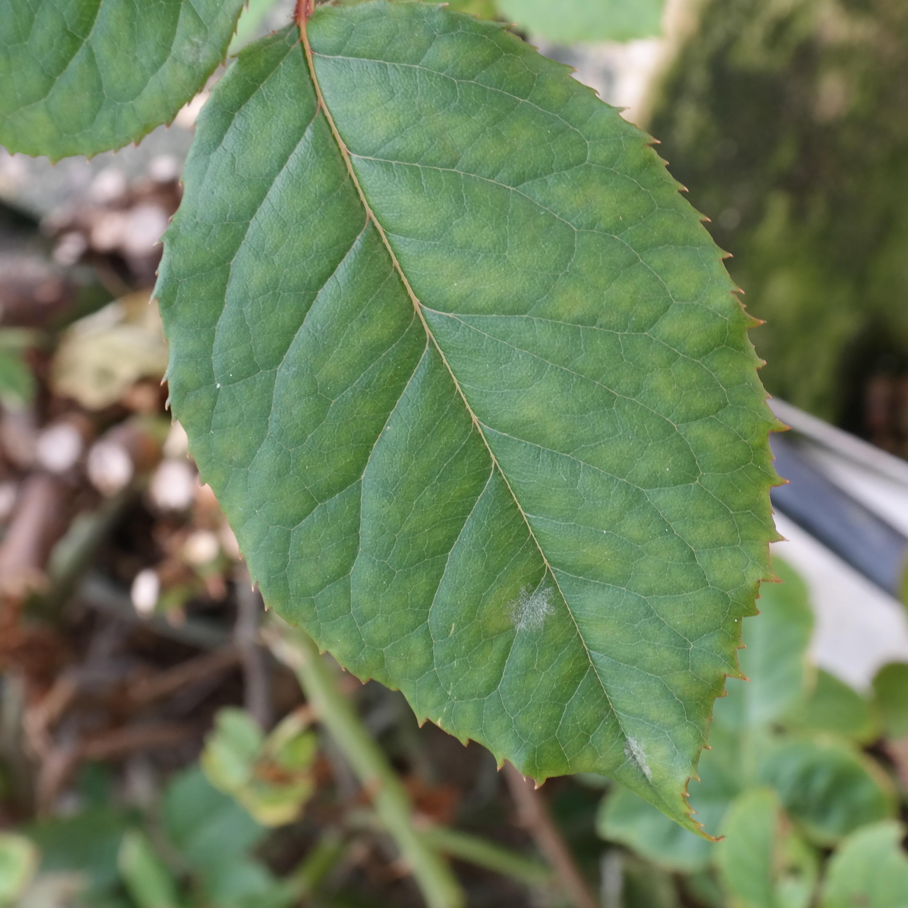 leaf Object Detection Dataset by leaf