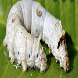 silkworm Classification Dataset by zhuajianwei