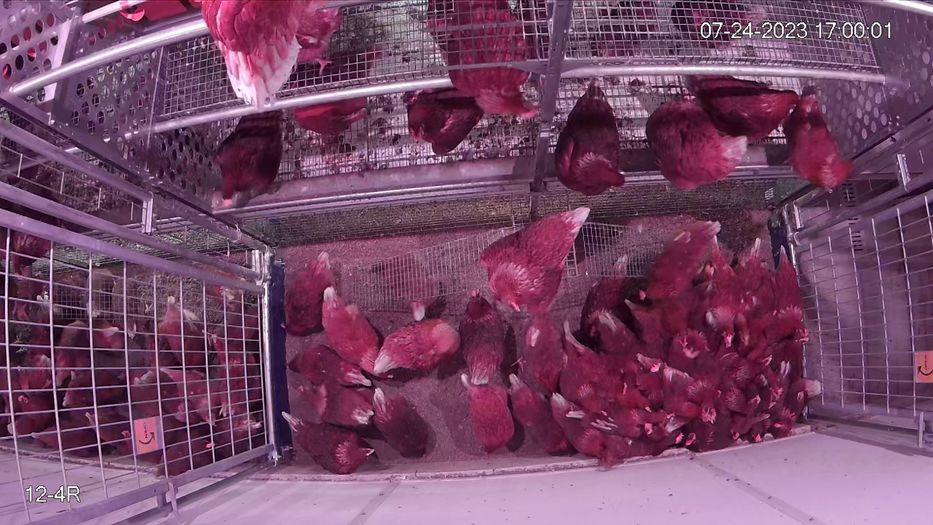 How to Use the Hen Data Object Detection API