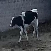 Cow Lie Stand Walk Object Detection Dataset and Pre-Trained Model by rev