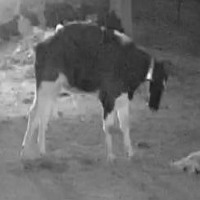 Cow Lie Stand Walk Object Detection Dataset and Pre-Trained Model by rev