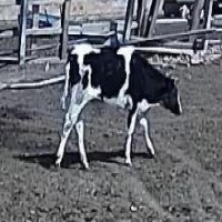 Cow Lie Stand Walk Object Detection Dataset and Pre-Trained Model by rev