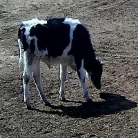 Cow Lie Stand Walk Object Detection Dataset and Pre-Trained Model by rev