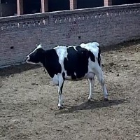 Cow Lie Stand Walk Object Detection Dataset and Pre-Trained Model by rev