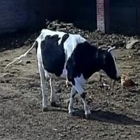 Cow Lie Stand Walk Object Detection Dataset and Pre-Trained Model by rev