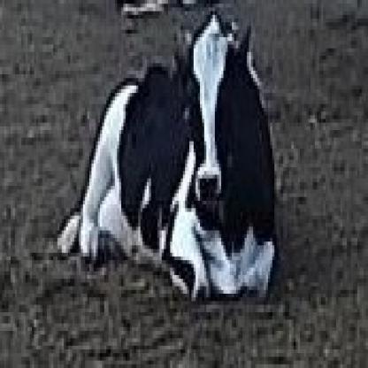 Cow Lie Stand Walk Object Detection Dataset and Pre-Trained Model by rev