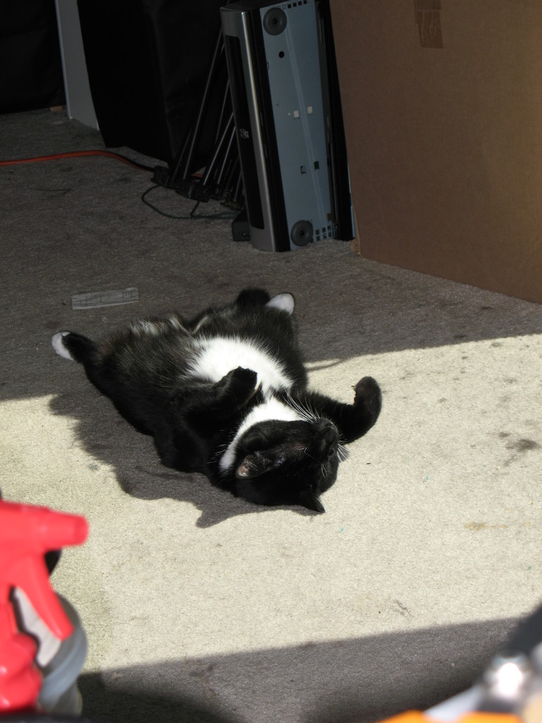 Cat Detection 2 Object Detection Dataset By Fontys