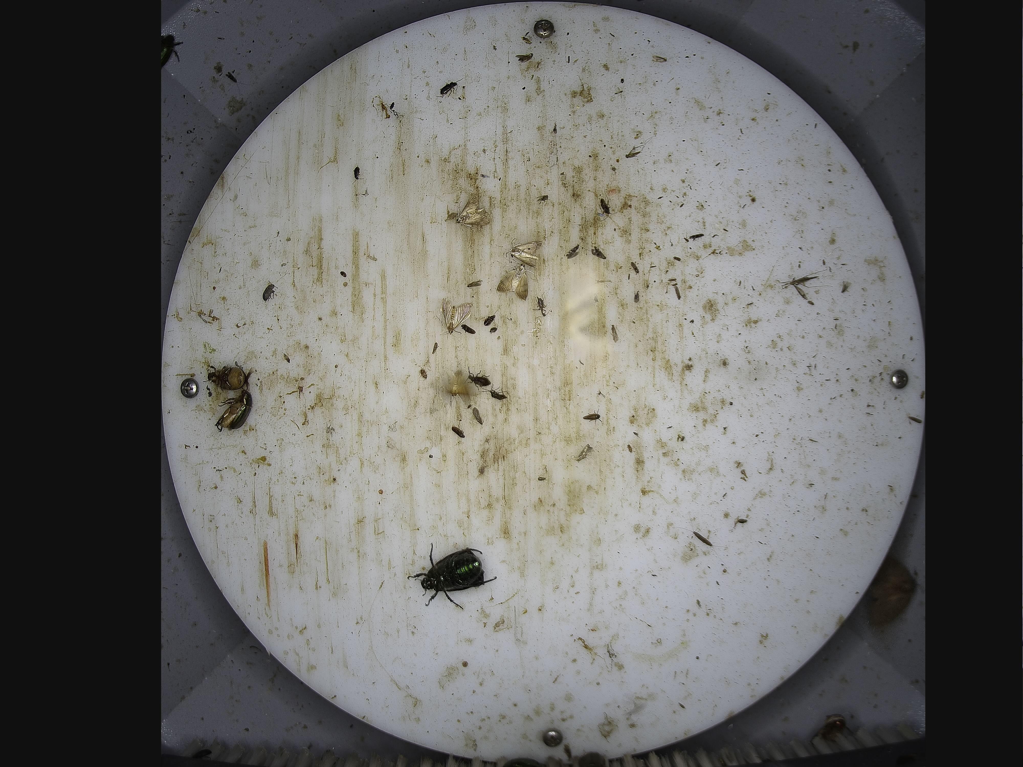 Insects identification Object Detection Dataset and Pre-Trained Model by Insects identification ...