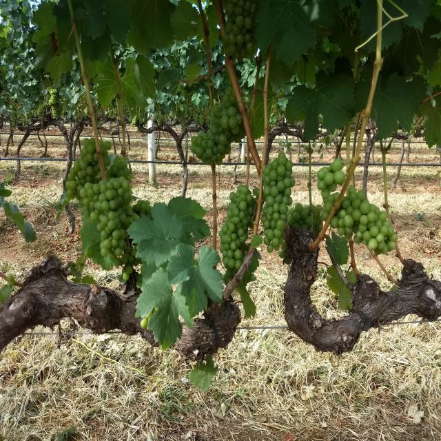 Grapes_segmentation Instance Segmentation Dataset by student