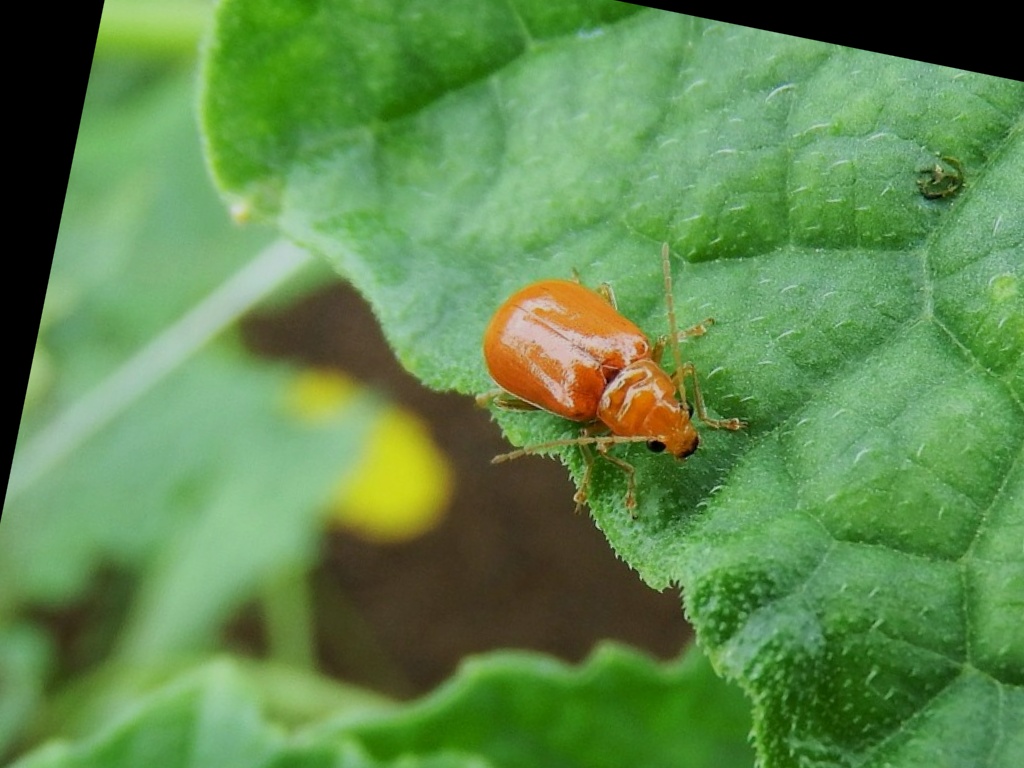 Pests In Cucumber Object Detection Dataset And Pre Trained Model By Aimit