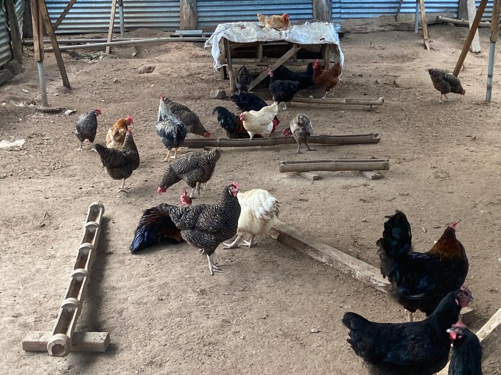Chicken Counting Object Detection Dataset And Pre Trained Model By Thesis 1884