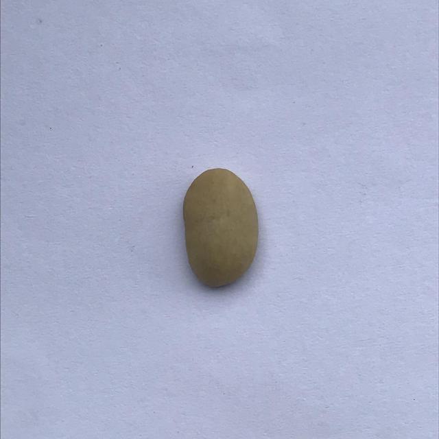 coffee-quality-detection Object Detection Dataset and Pre-Trained Model by ITDigital AI