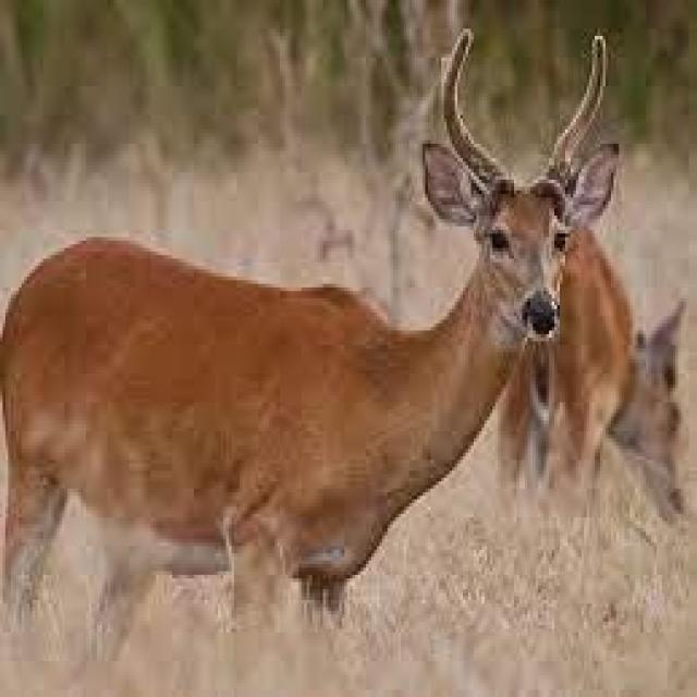 Deer Detection Classification Dataset And Pre Trained Model By A Comms
