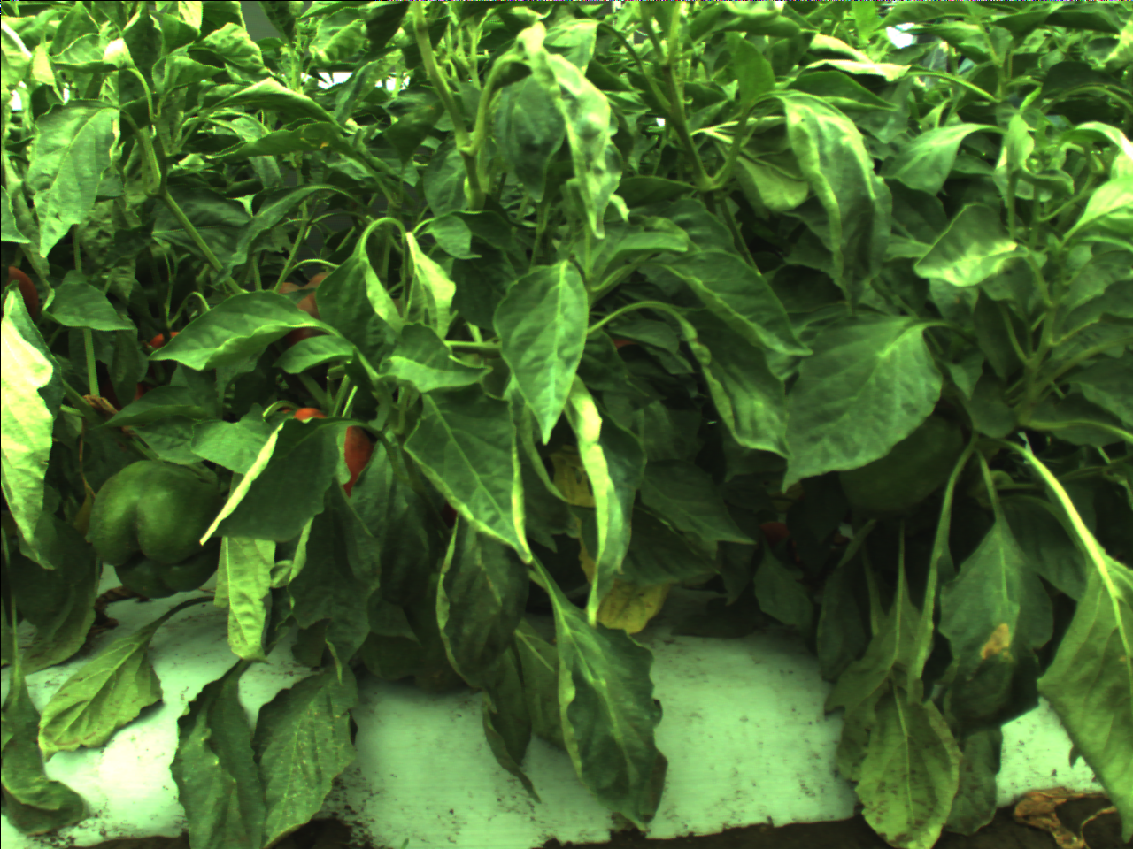 How to Use the Capsicum Detection Object Detection API