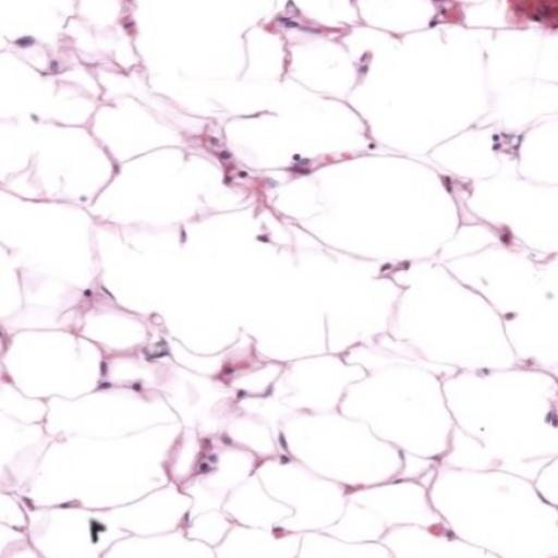 Soft Tissue Classifier Classification Dataset and Pre-Trained Model by ...