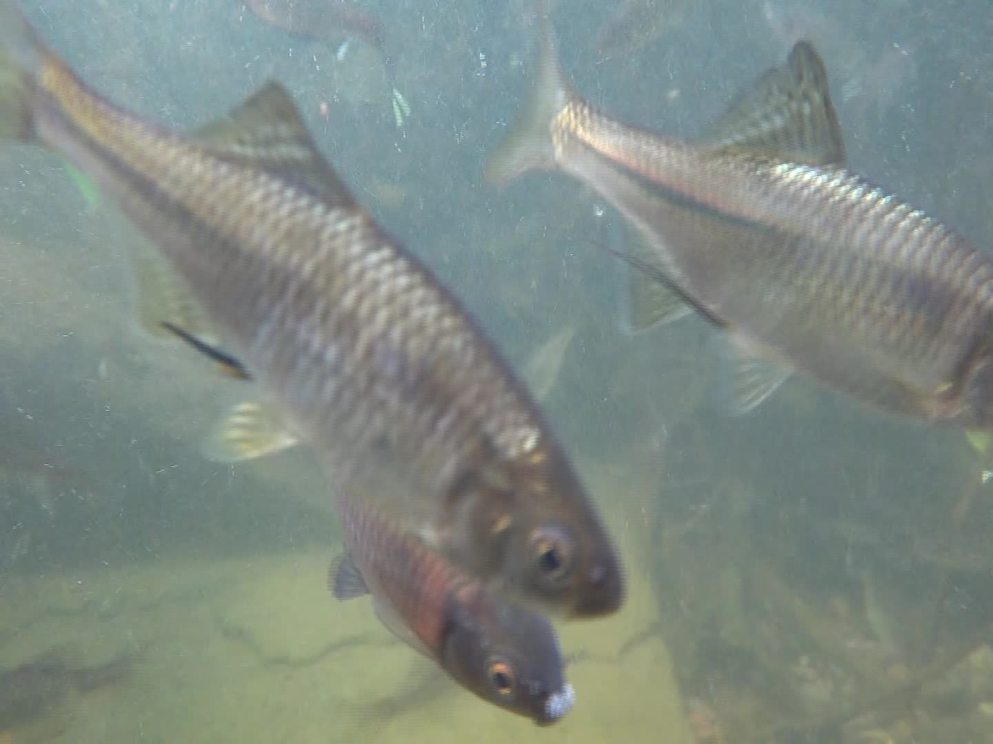 fish find Object Detection Dataset and Pre-Trained Model by fish2