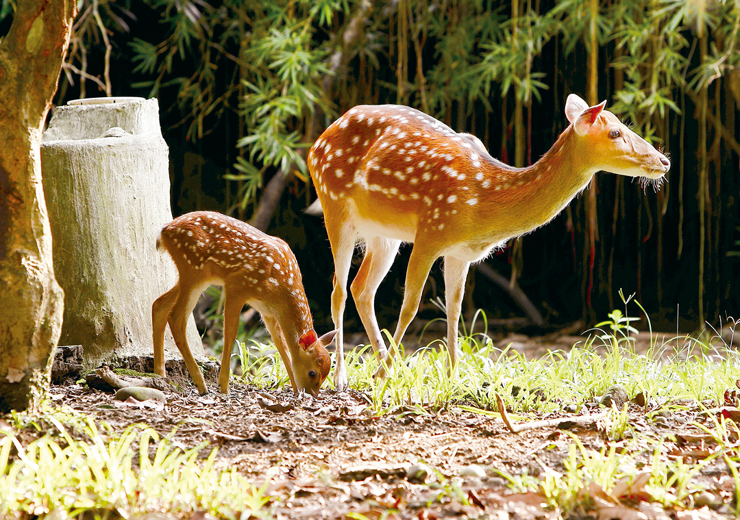 animal Object Detection Dataset by 2006 SK