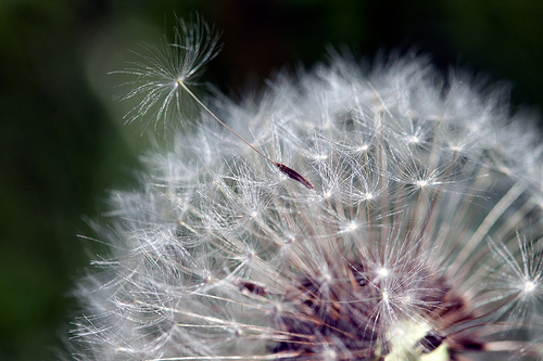 How to Use the flowers-AI Object Detection API