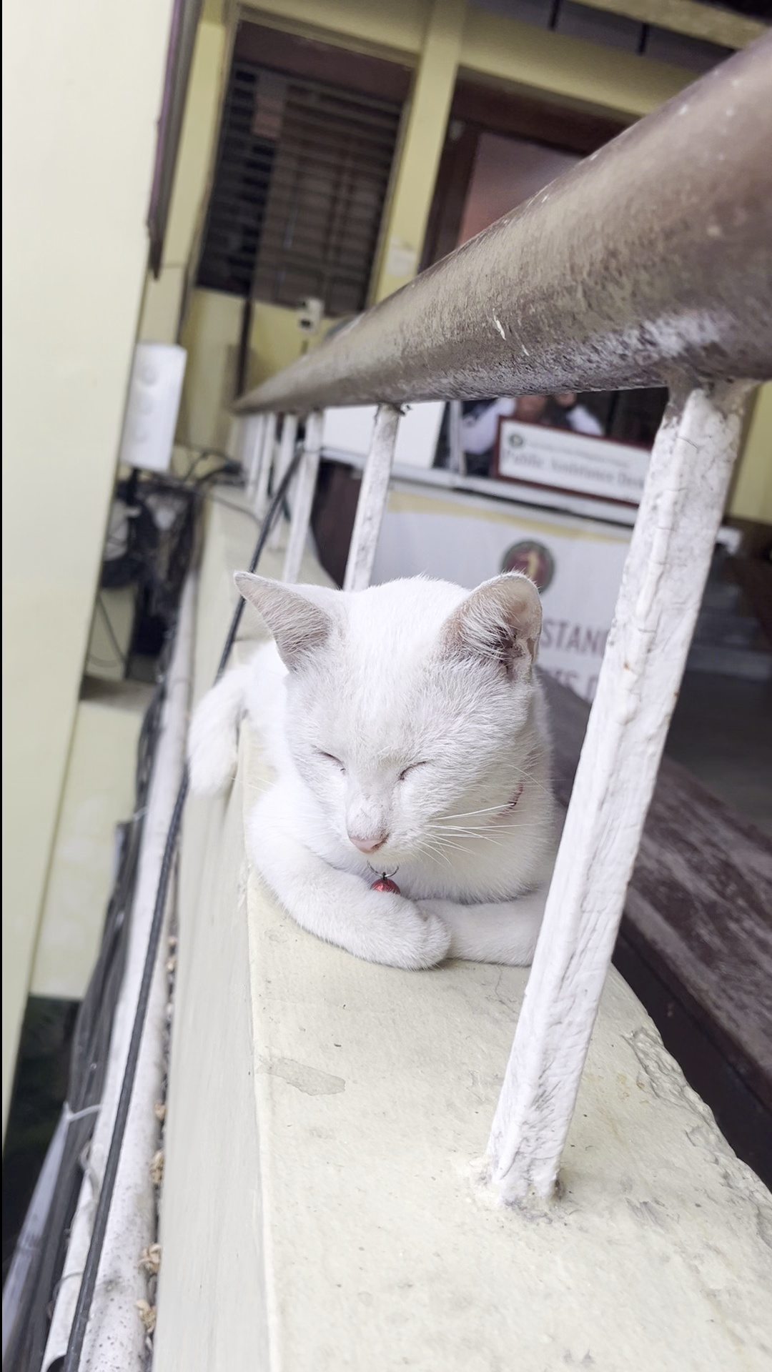 Dog And Cat Face Detector Object Detection Dataset And Pre Trained