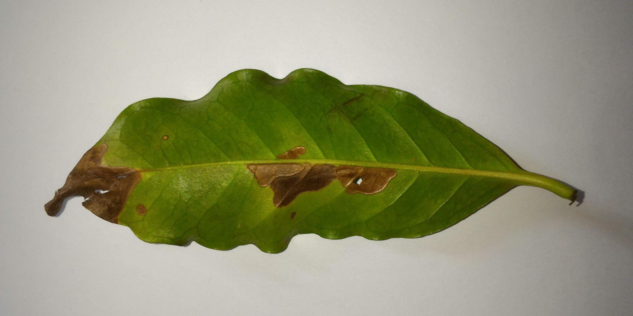 Dataset Penyakit Daun Kopi Object Detection Dataset by coffee leaf ... Dataset Penyakit Daun Kopi Object Detection Dataset by coffee leaf ...