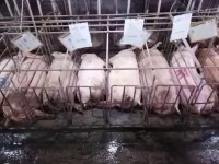 Pig Object Detection Object Detection Dataset and Pre-Trained Model by Shromm Gaind