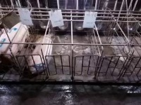 Pig Object Detection Object Detection Dataset and Pre-Trained Model by Shromm Gaind