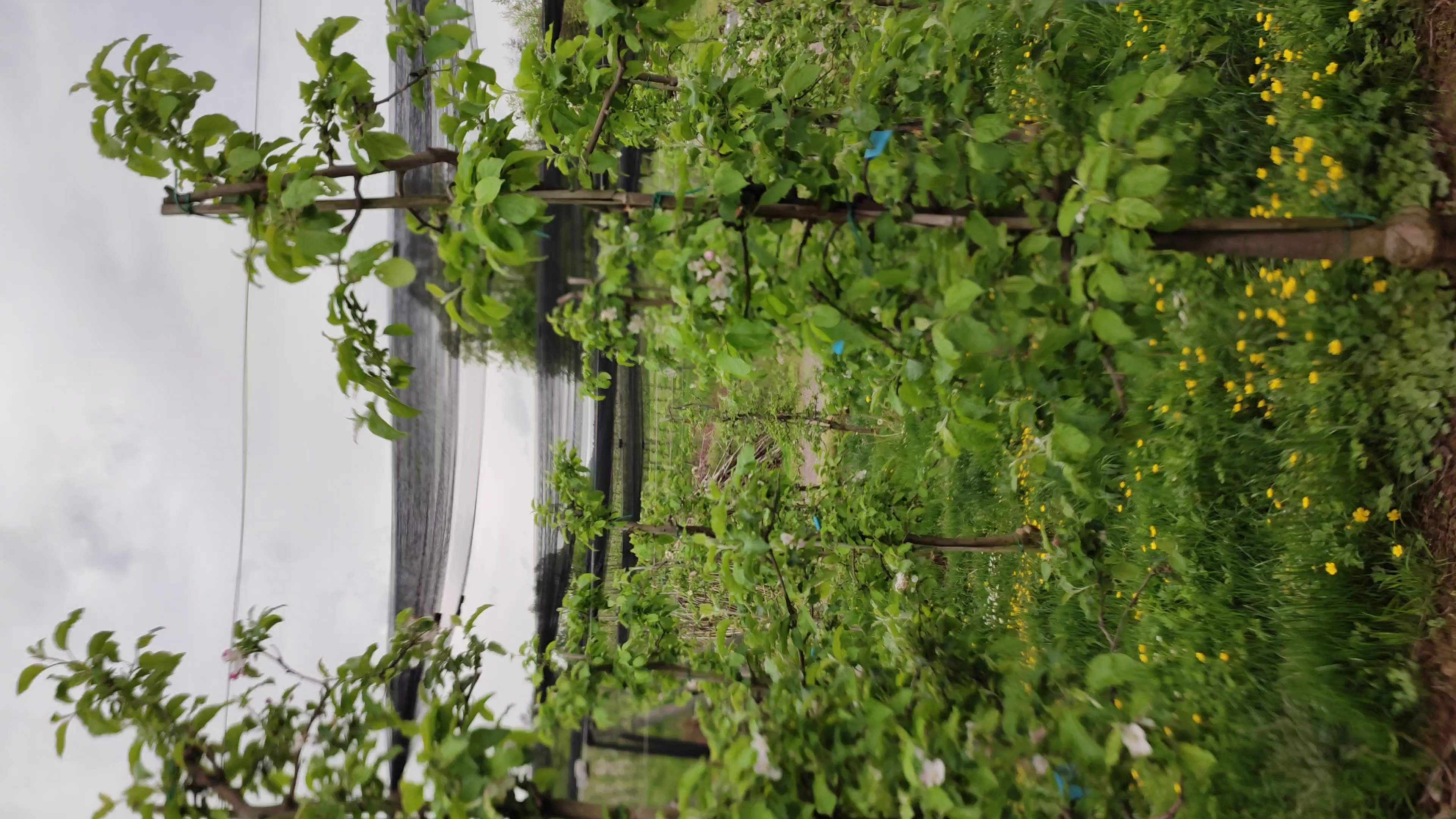 sadovnjak deblo mi11i Object Detection Dataset by Matej Secnik