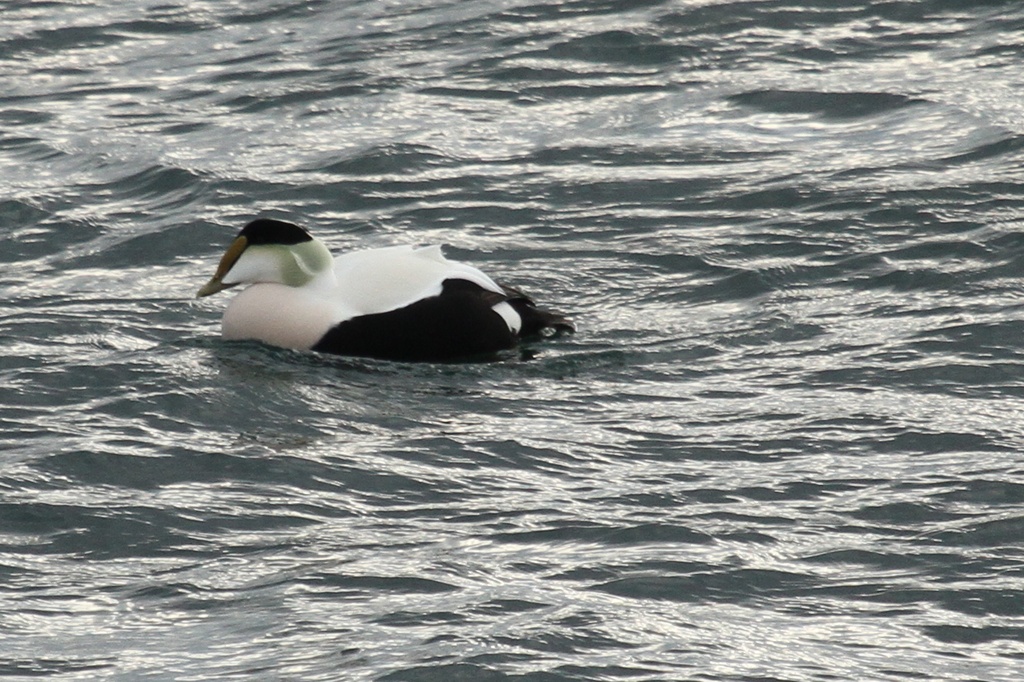 bird Object Detection Dataset by new-workspace-xmbhv