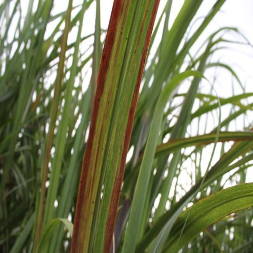 Leaf Segmentation Instance Segmentation Dataset And Pre Trained Model