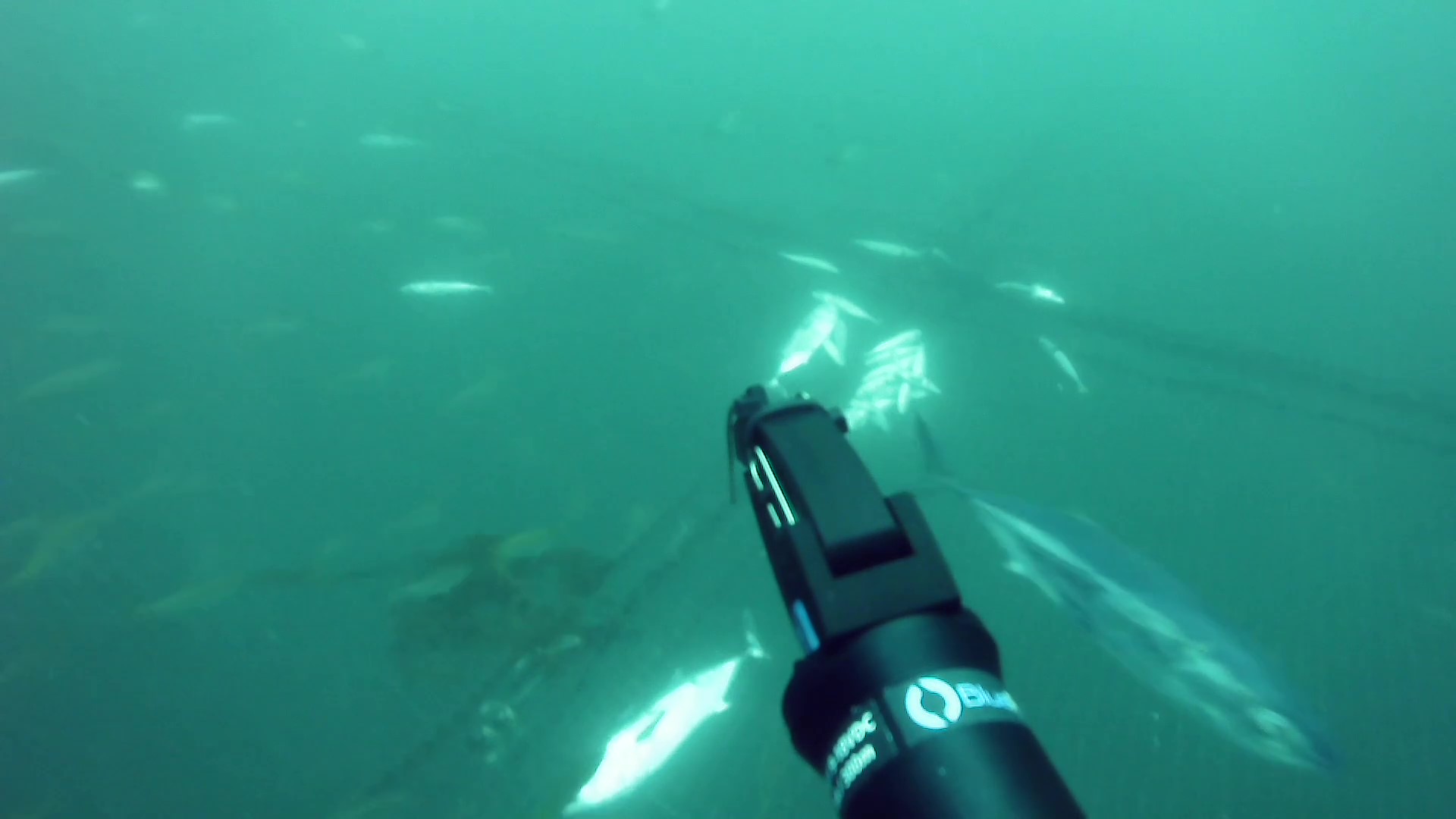 Aqua Pen Videos Object Detection Dataset and Pre-Trained Model by JHS ...