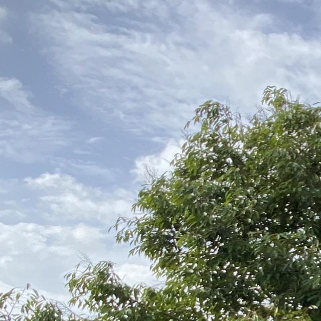 Durian Tree Object Detection Dataset and Pre-Trained Model by kmitl