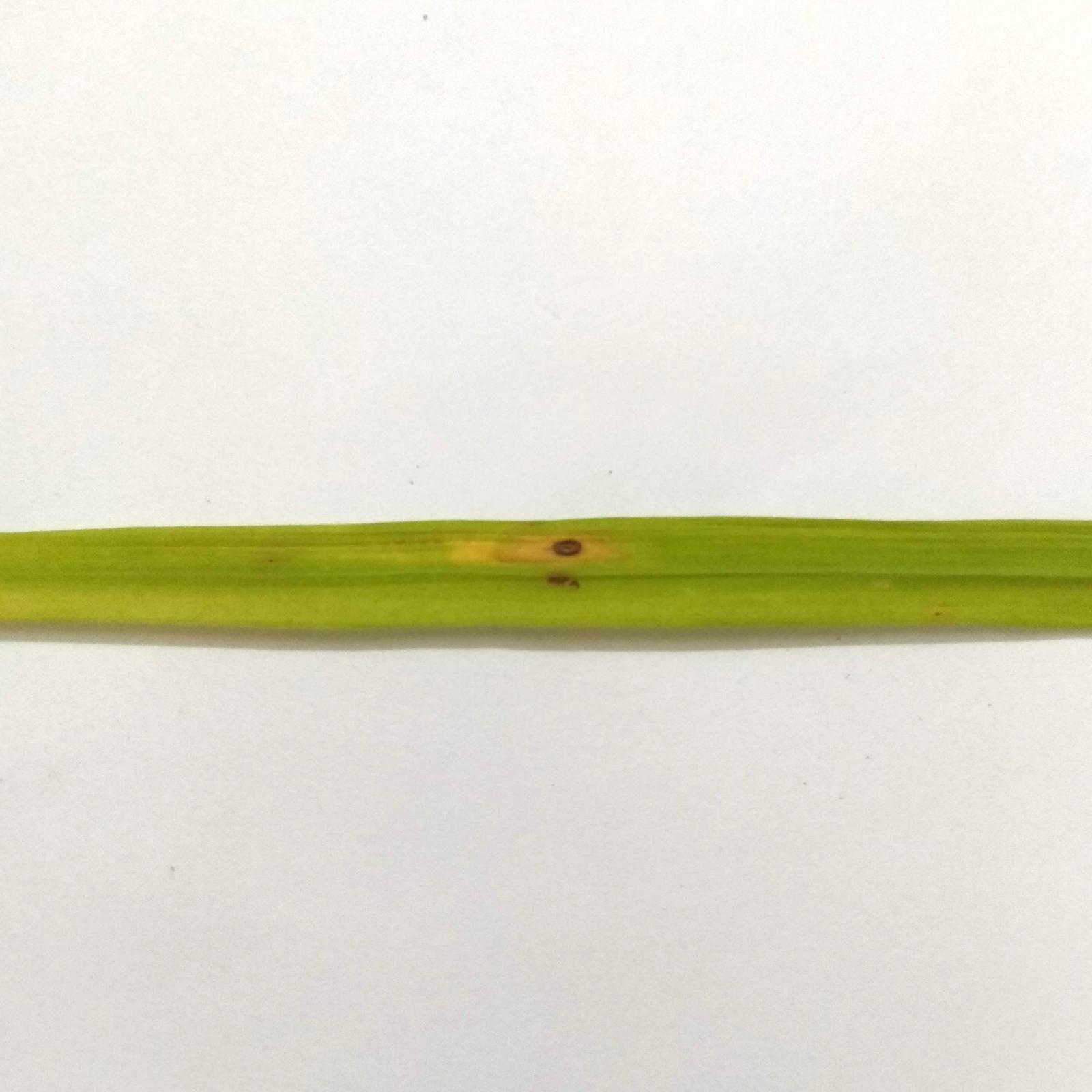 Leaf Diseases Detection Ssd Object Detection Dataset By Group5leafdiseases